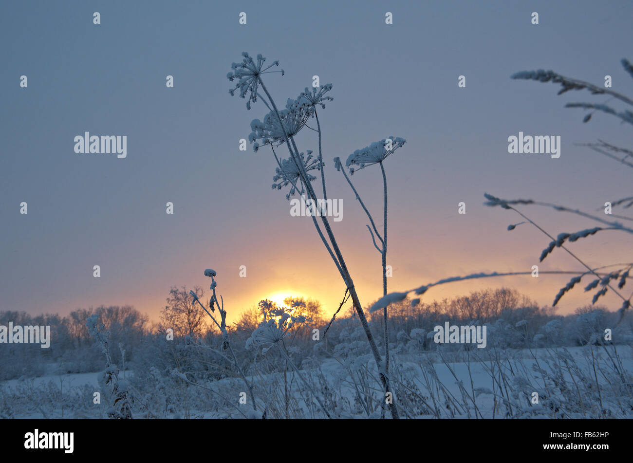 snowfall.Winter beauty scene.frozen flower Stock Photo - Alamy