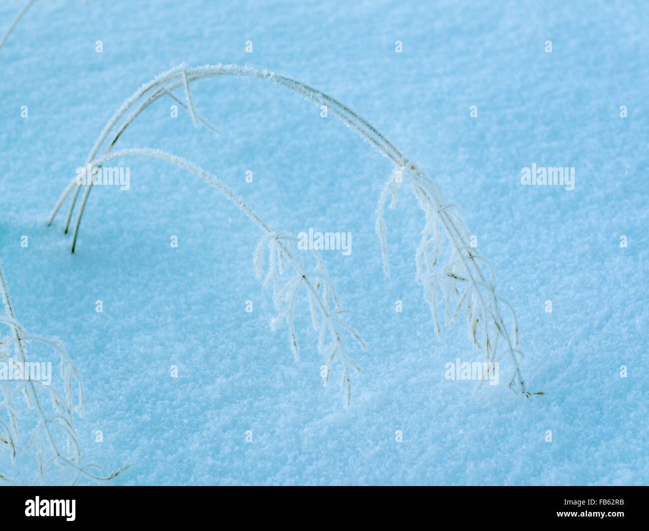 Winter landscape.Winter beauty scene.frozen flower Stock Photo - Alamy