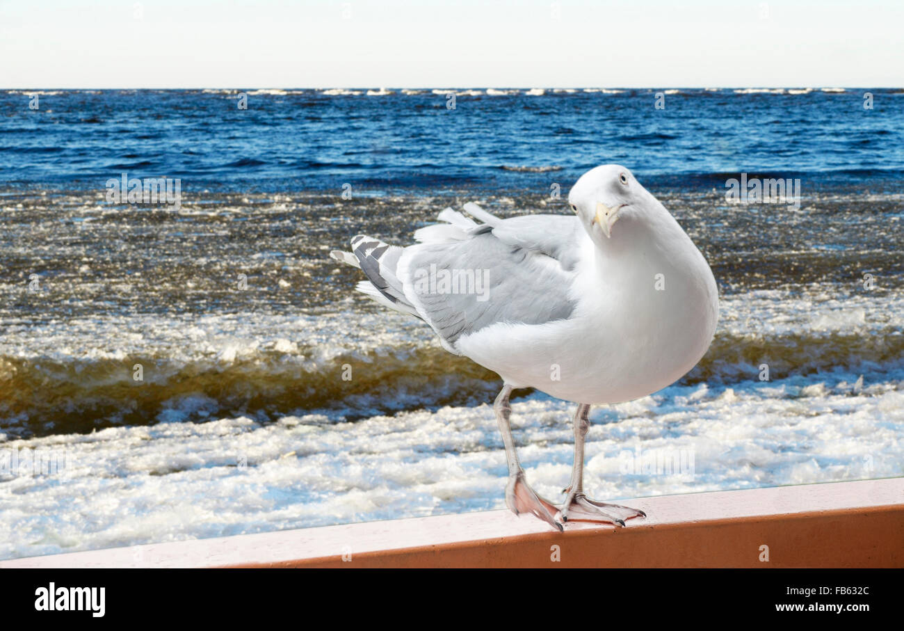 Seagull on sea background Stock Photo - Alamy