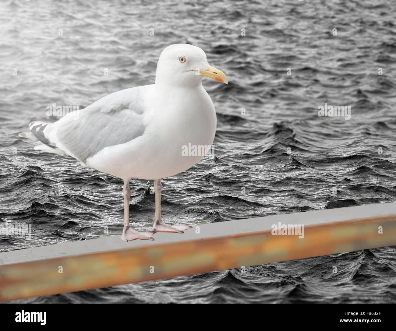 Seagull on sea background Stock Photo - Alamy
