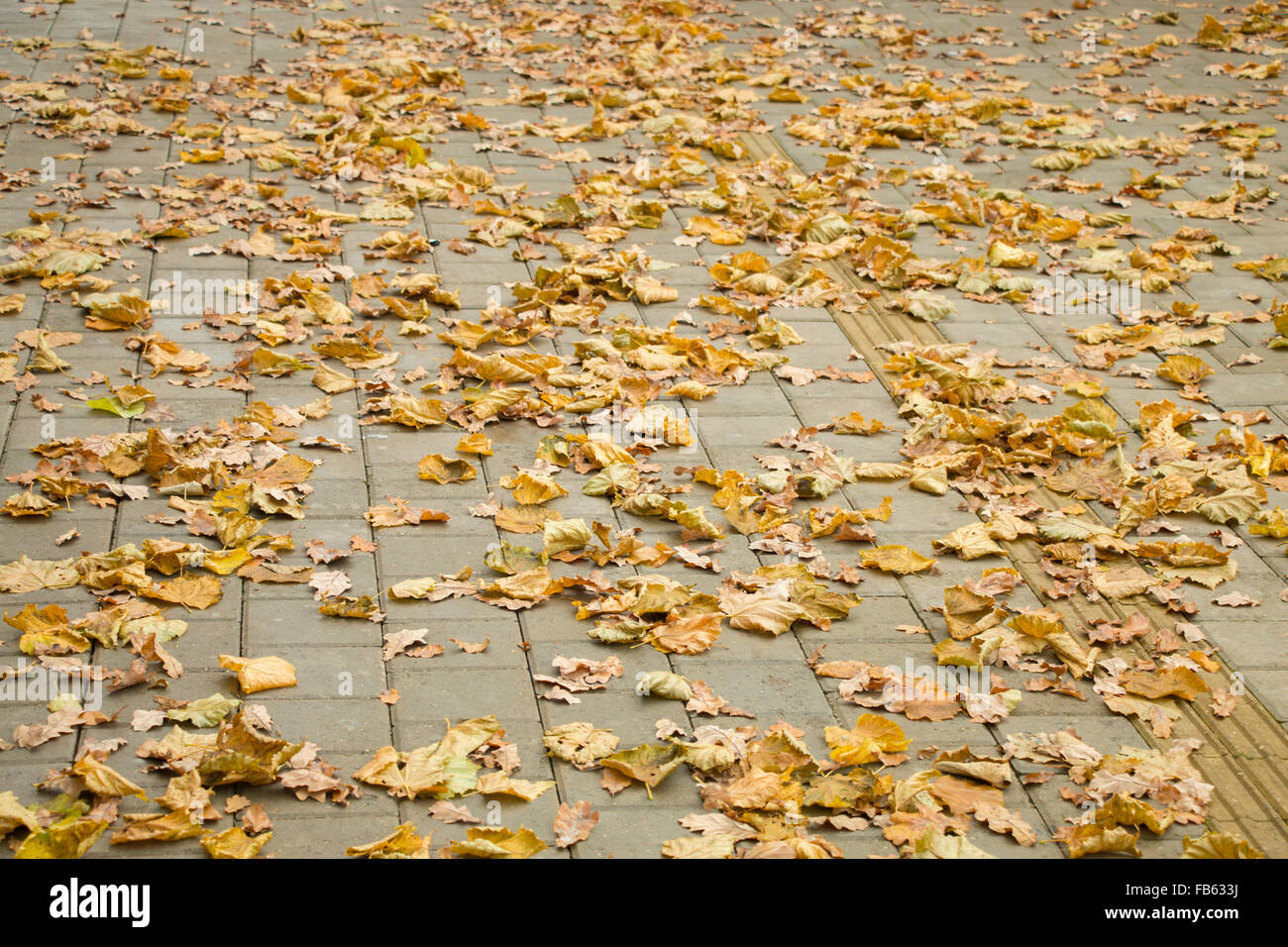 Dry leaves autumn background Stock Photo - Alamy