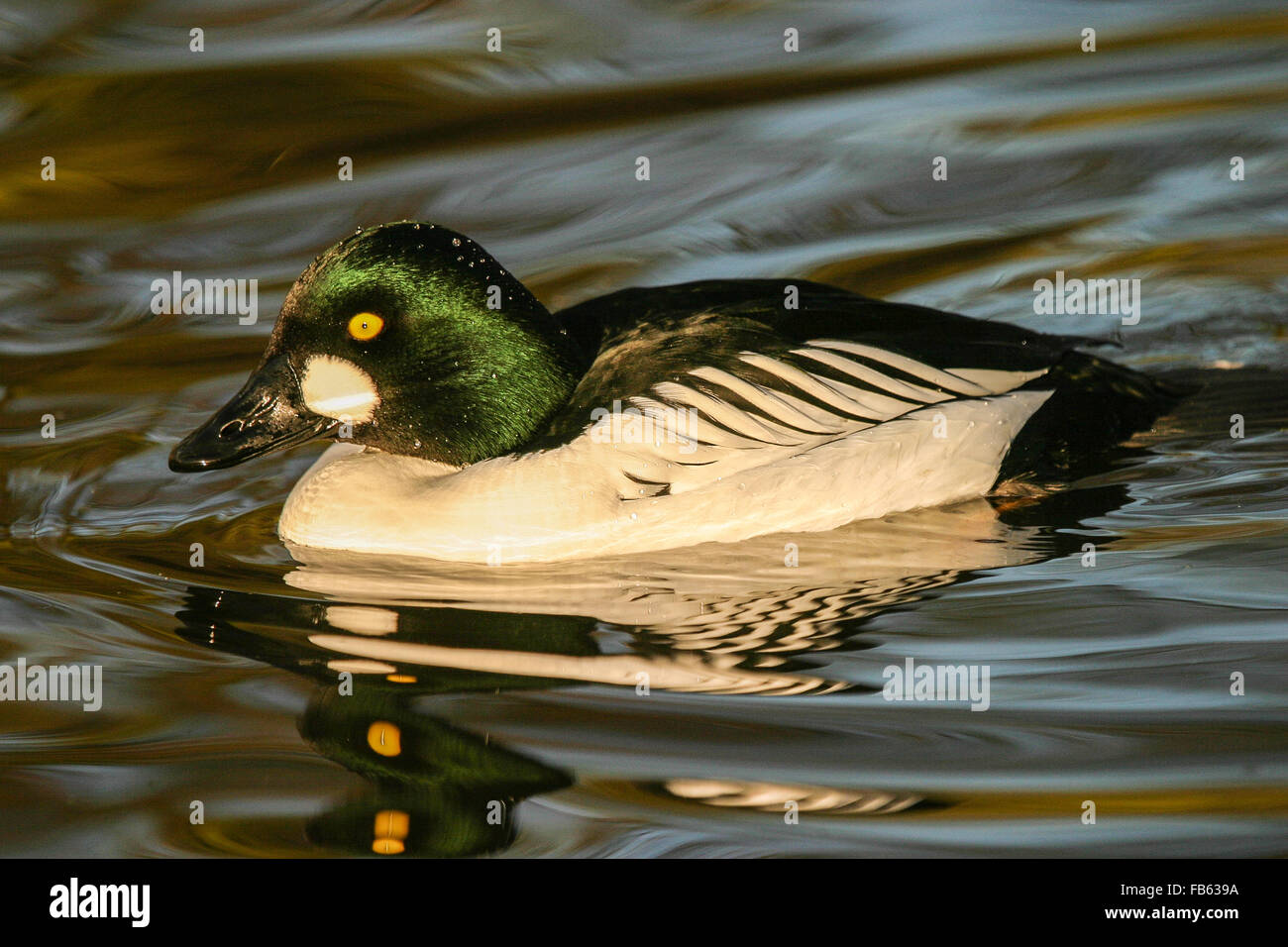 Goldeneye duck on water Stock Photo - Alamy