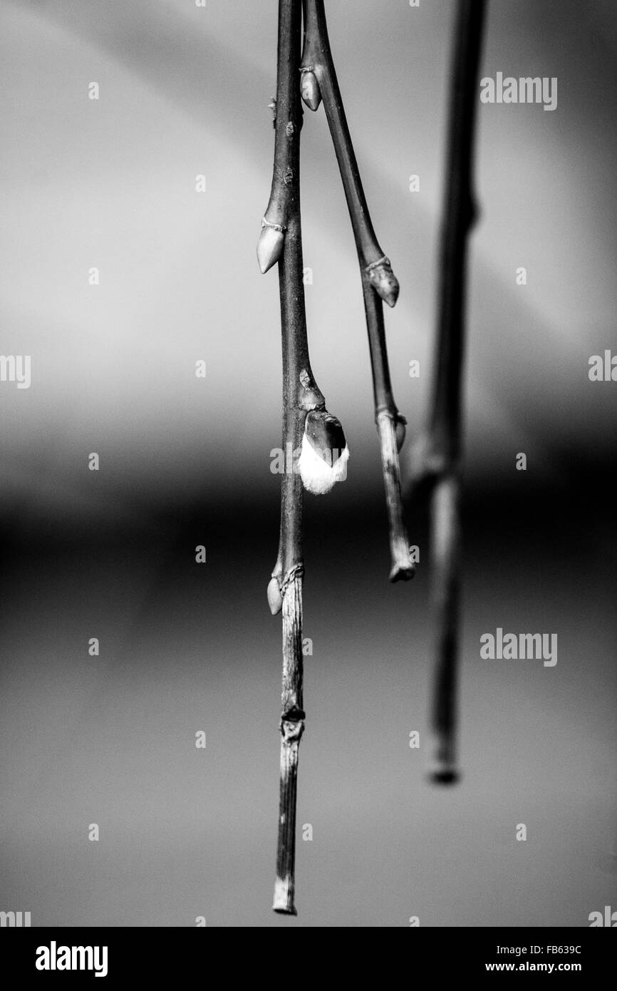 Sakura blooming cherry branch Black and White Stock Photos & Images - Alamy