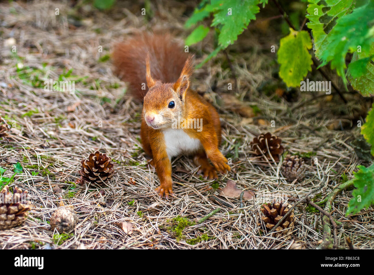 Wood formby hi-res stock photography and images - Alamy
