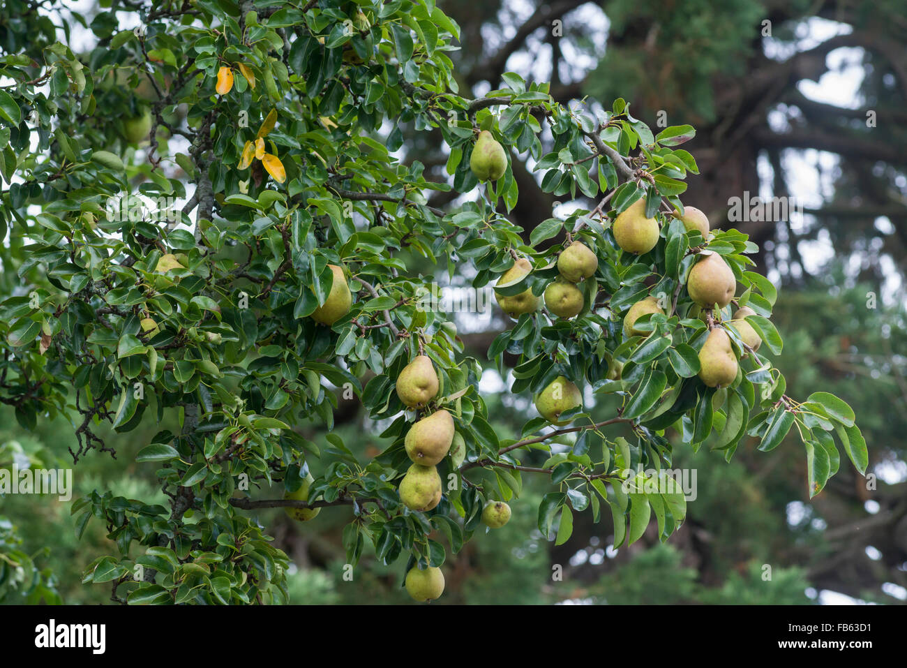 Pears tree hi-res stock photography and images - Alamy
