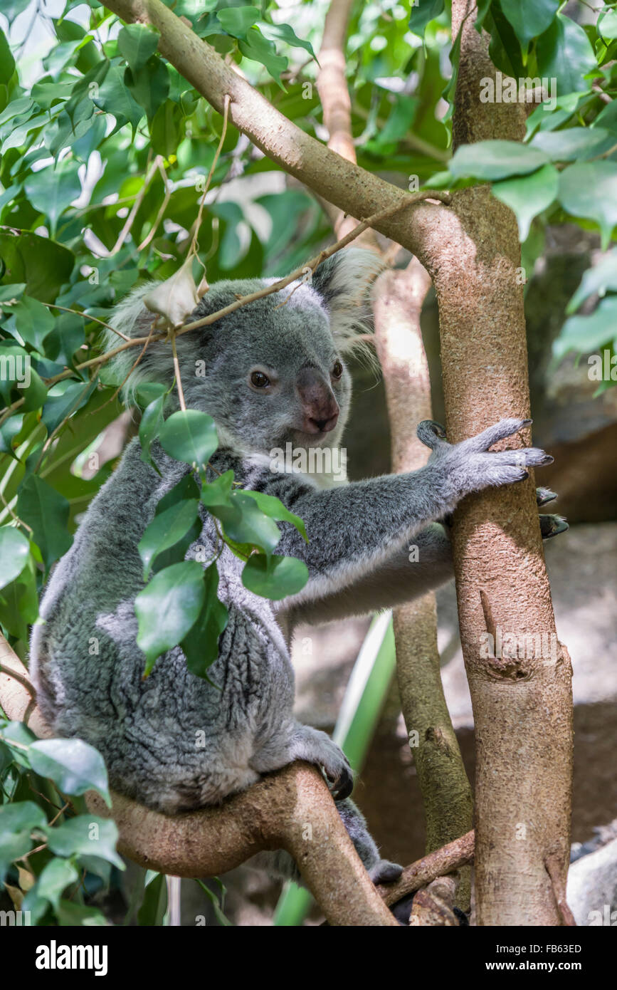 Koala bear at Edinburgh Zoo, Scotland Stock Photo - Alamy