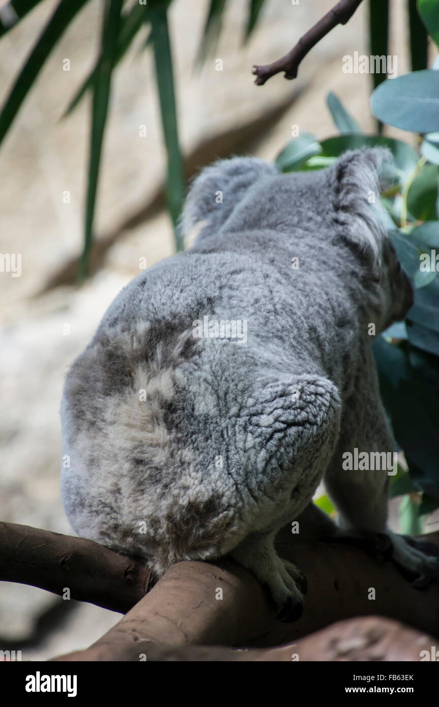 Koala bear at Edinburgh Zoo, Scotland. Rear with scent marking stain on fur Stock Photo - Alamy