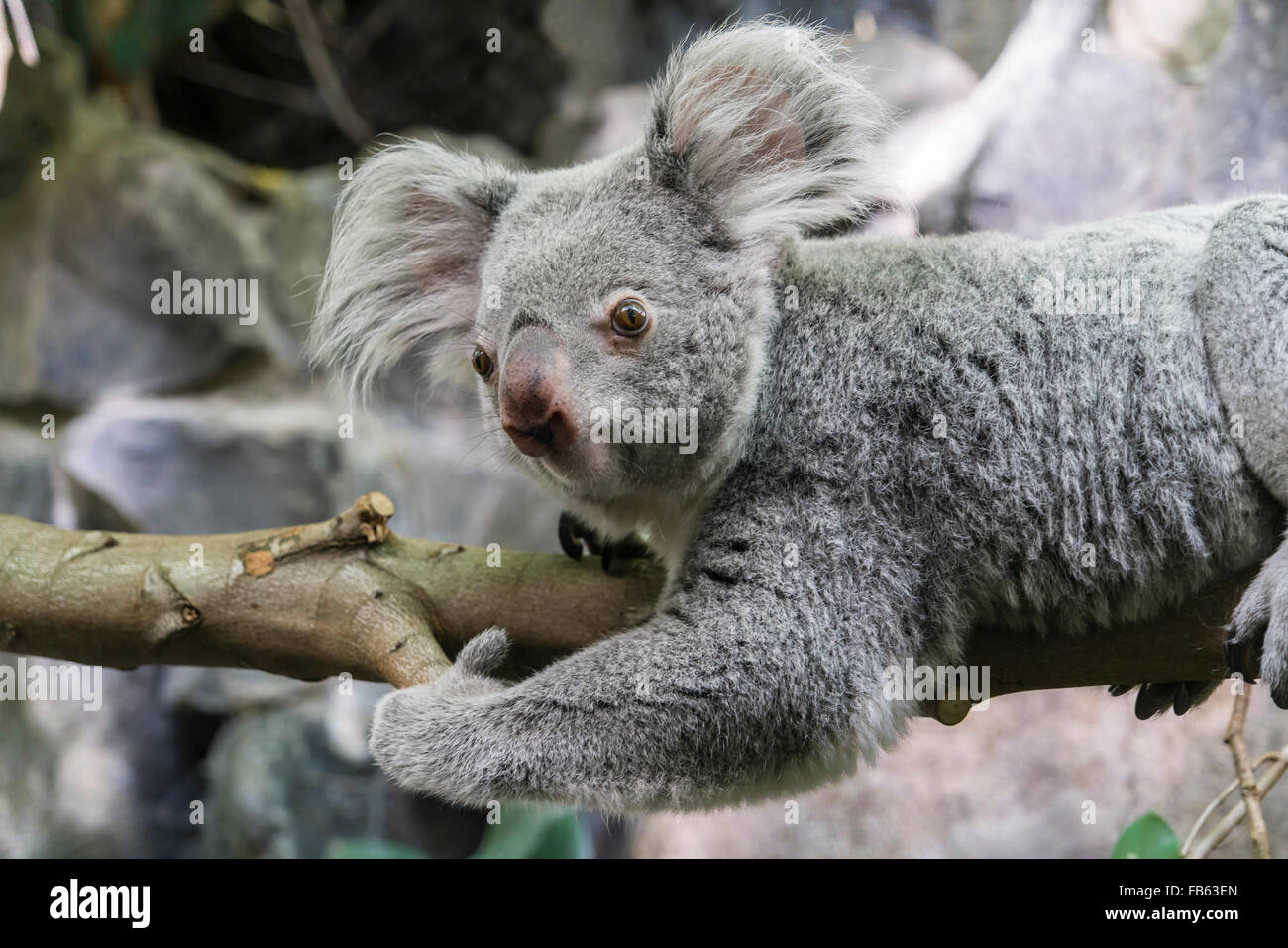 Koala bear at Edinburgh Zoo, Scotland Stock Photo - Alamy