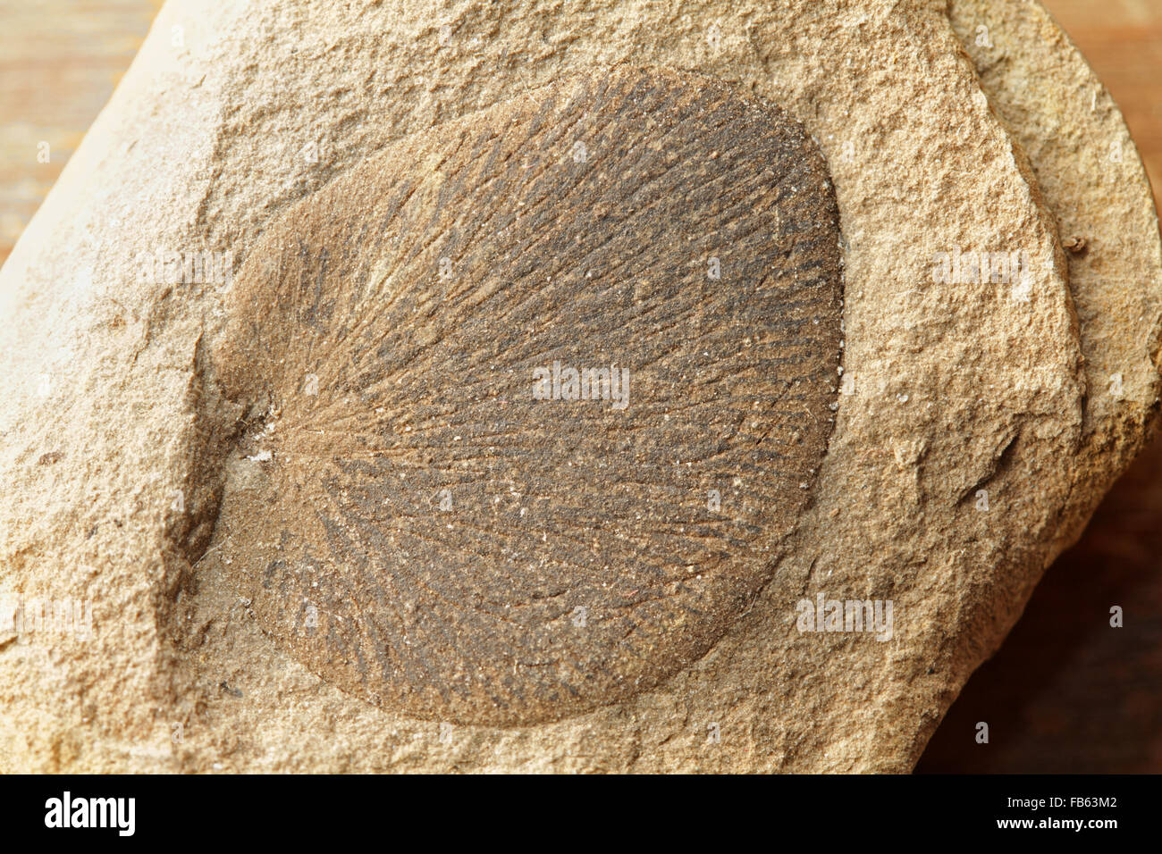 Fossil fern leaflet, Pecopteris sp., nodule, Mazon Creek, Illinois ...