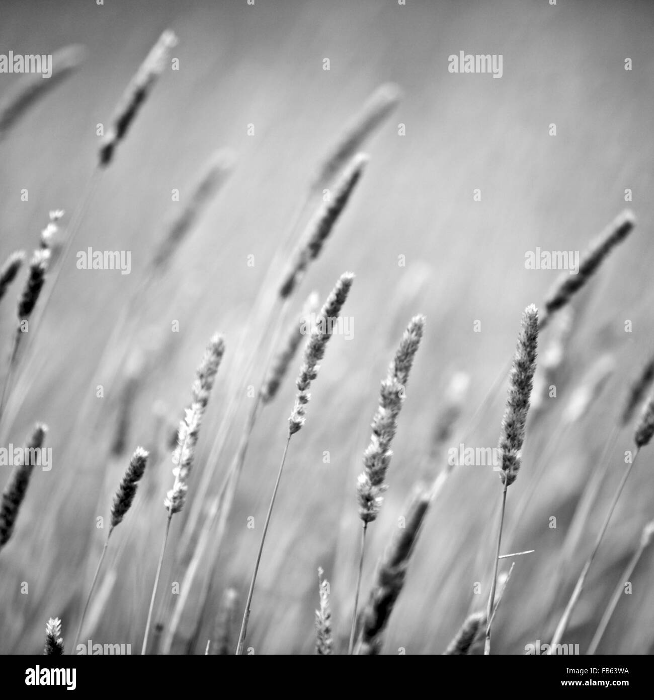 Breeze through the trees hi-res stock photography and images - Alamy