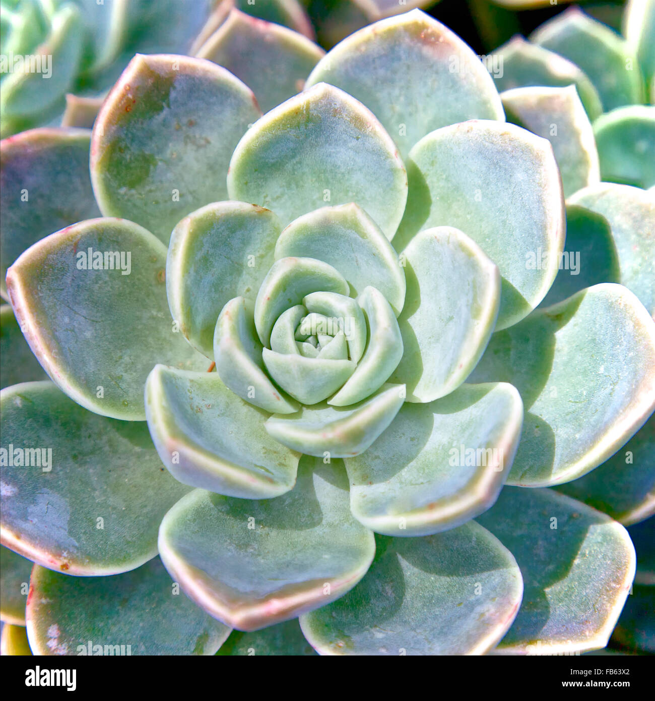 Thick Leaves Succulents Stock Photos & Thick Leaves Succulents Stock ...