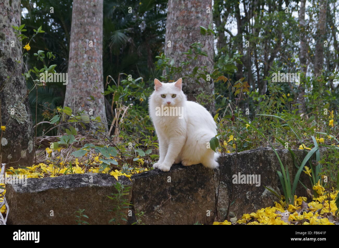 A white little cat in the Square Garden Stock Photo - Alamy