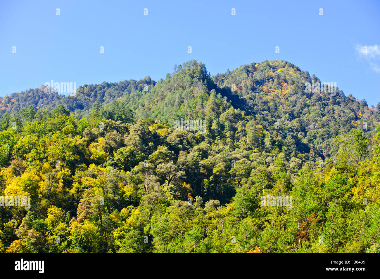 Yunnan Golden Monkeys in the trees with their young ,National Park ...