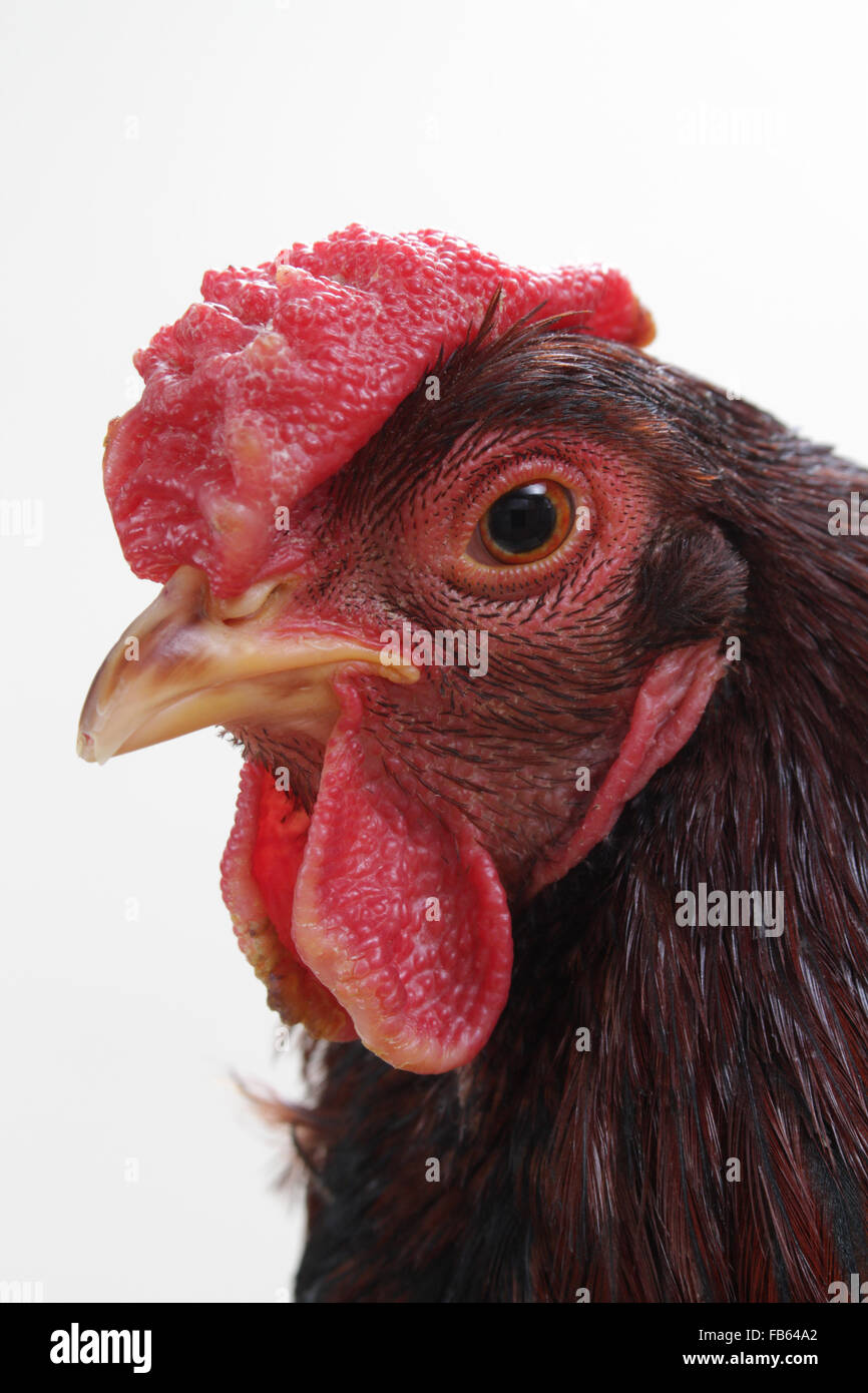 Rooster Photography Deland