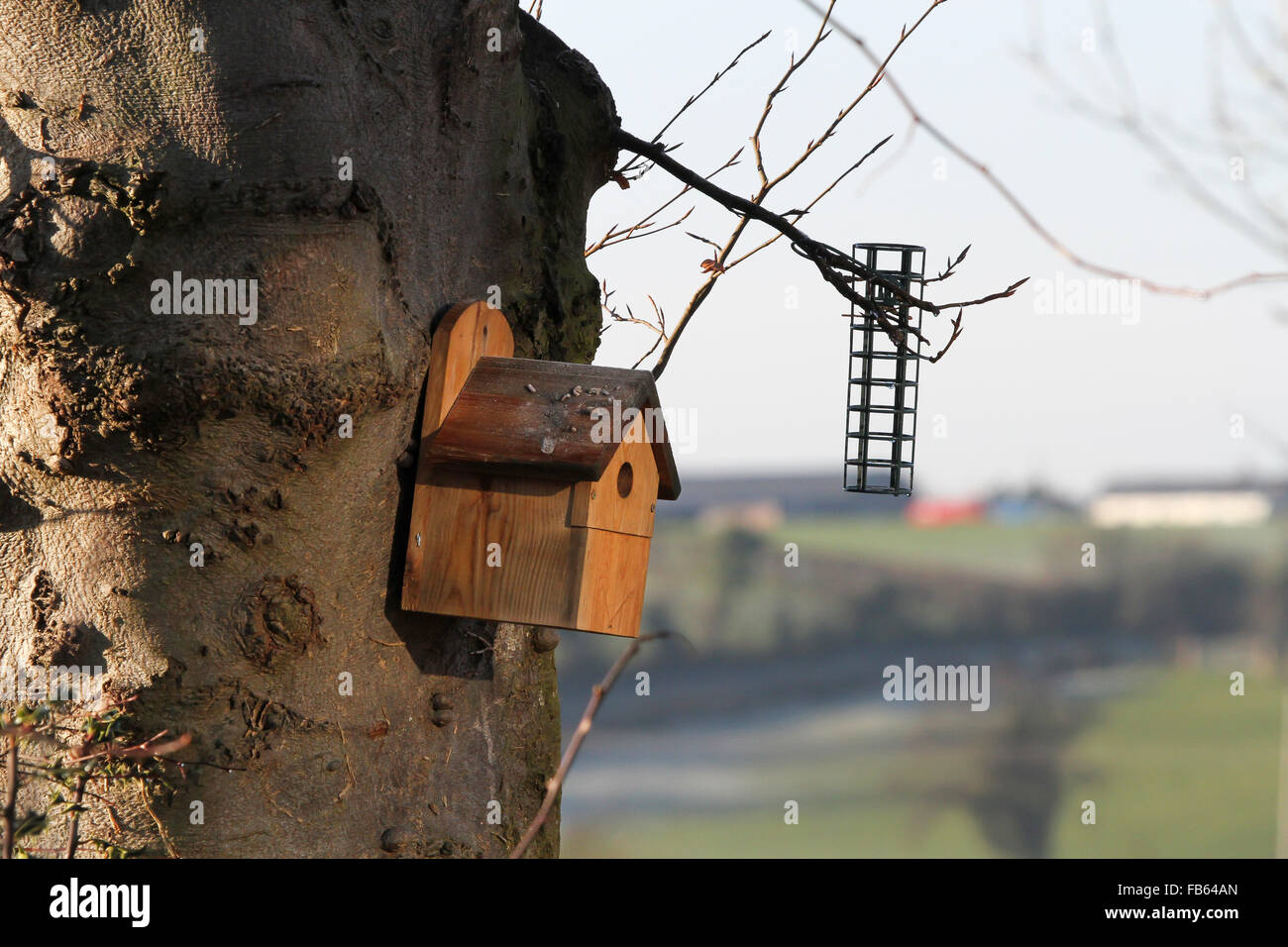 Bird box and feeder on tree in UK Stock Photo - Alamy