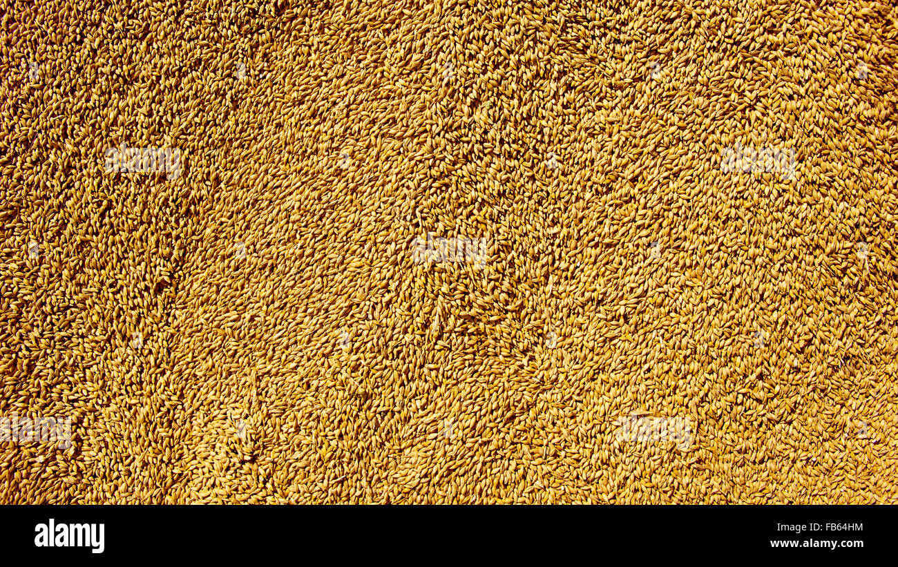Grains of wheat close-up Stock Photo - Alamy