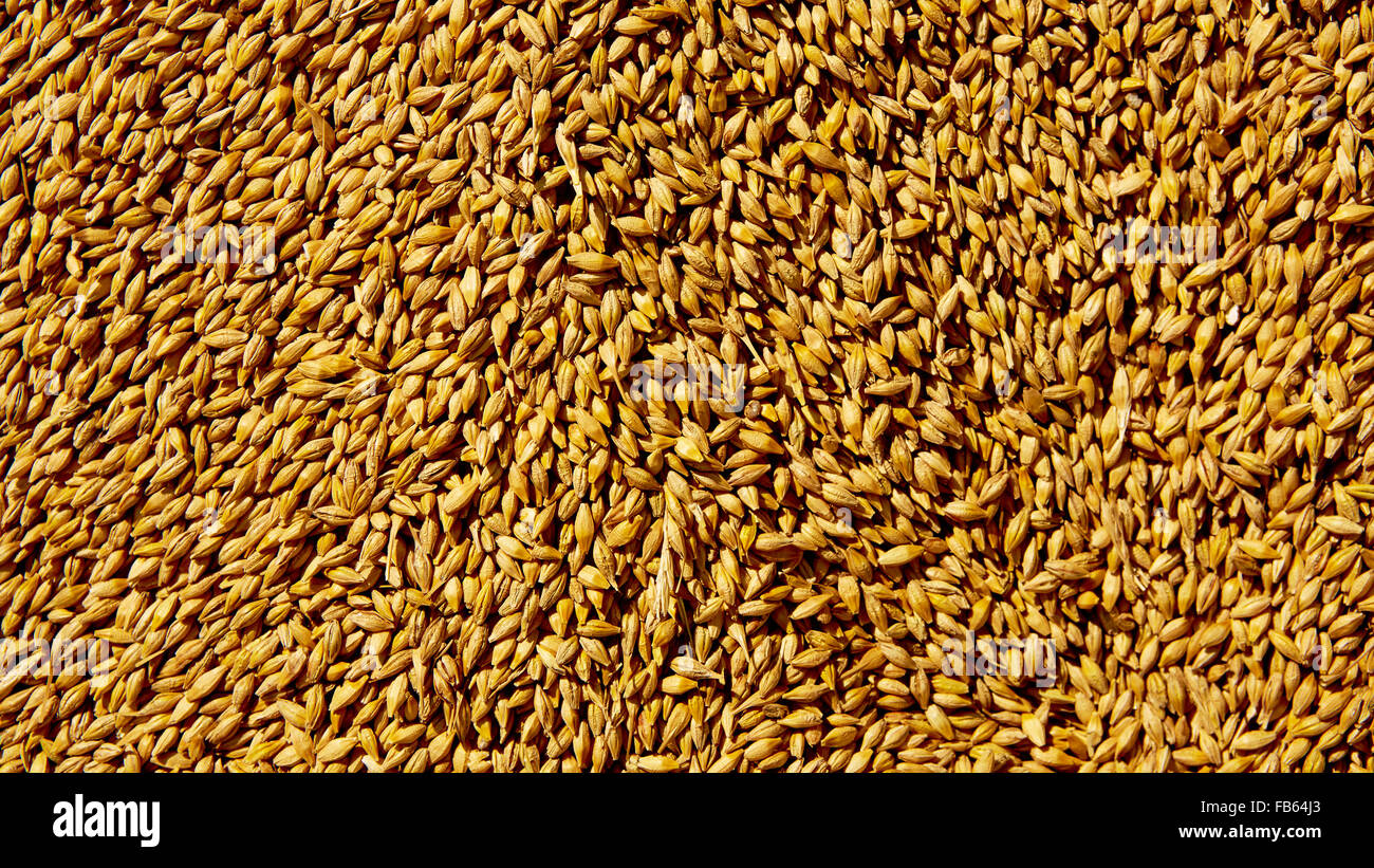 Grain wheat agriculture particle hi-res stock photography and images ...