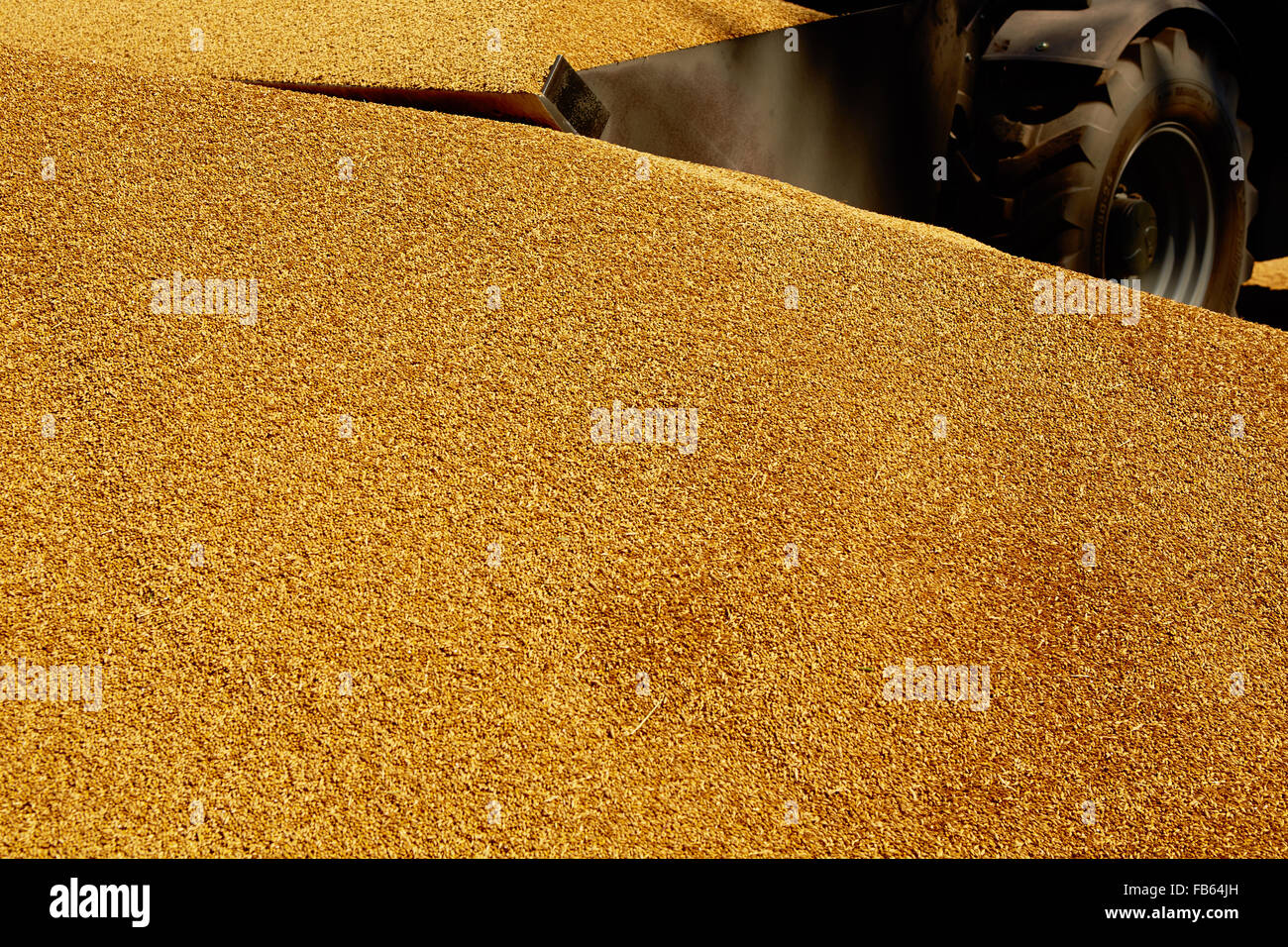 Grain wheat agriculture particle hi-res stock photography and images ...