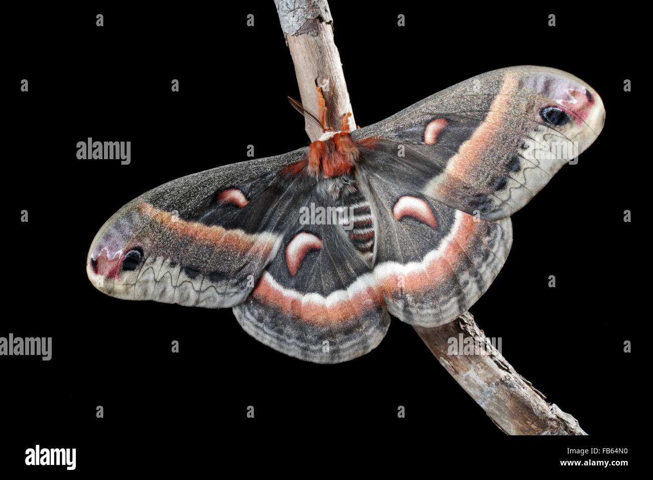 Adult cecropia moth female, Hyalophora cecropia, black background Stock ...