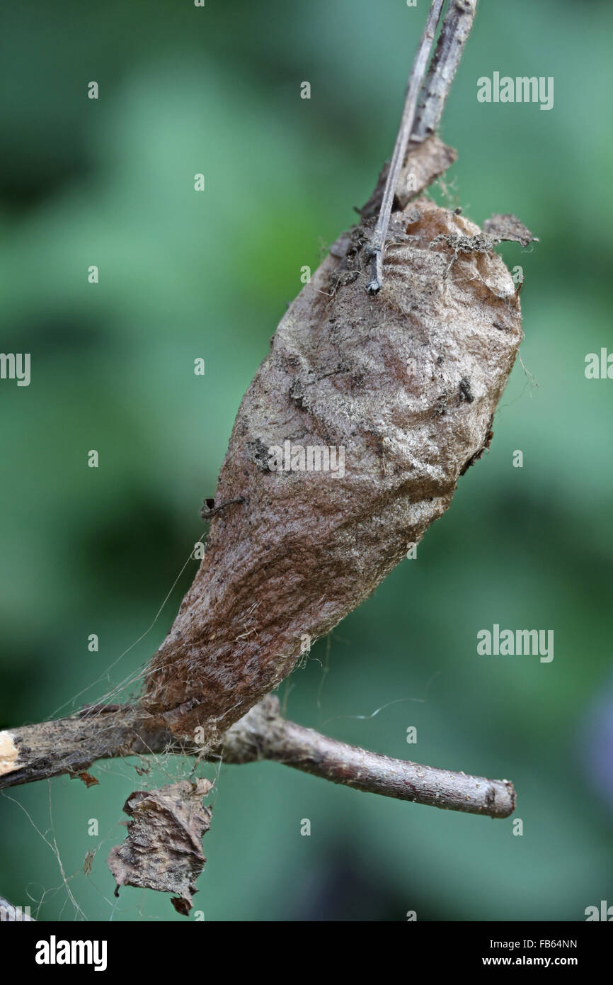 Cecropia Moth Cocoon