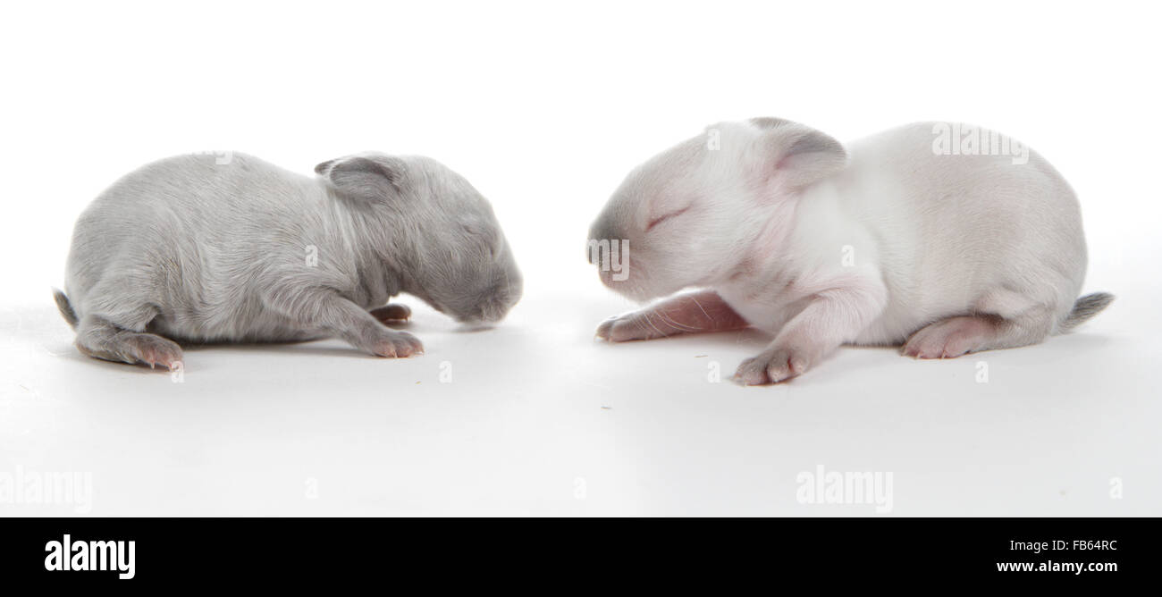 Two Himalayan rabbit kits, displaying epigenetic traits Stock Photo - Alamy