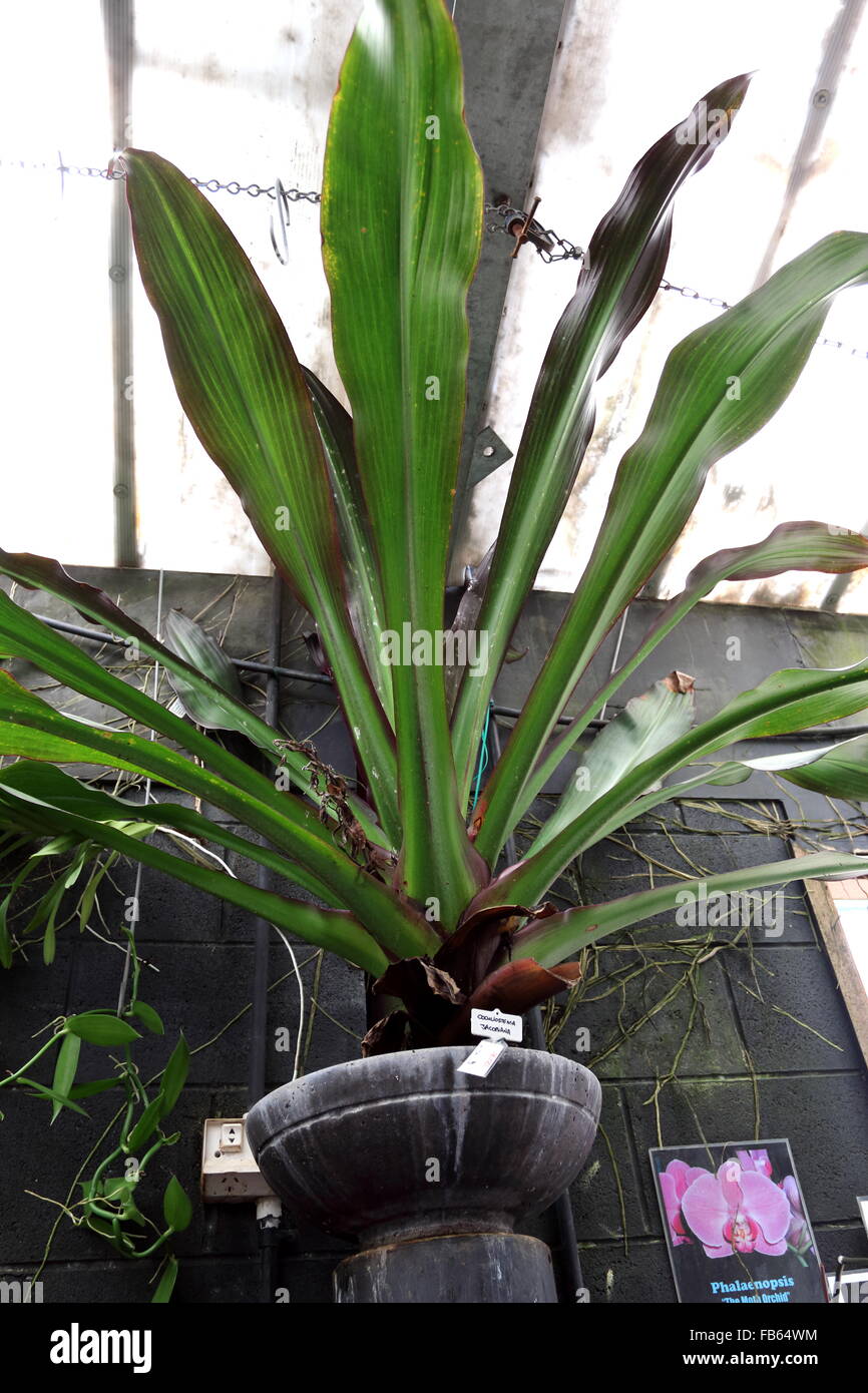 Jacobiana hi-res stock photography and images - Alamy