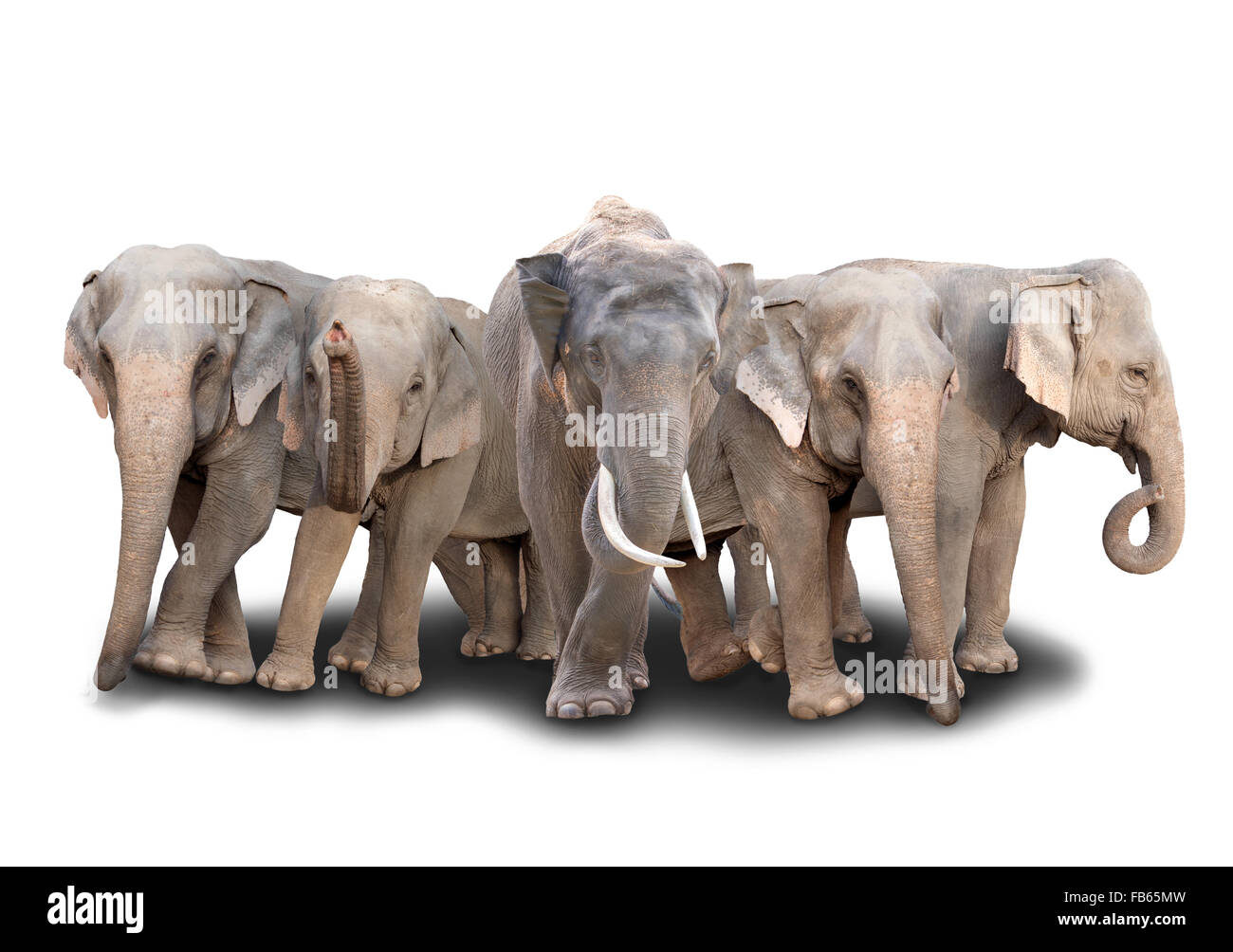 group of asia elephant with shadow on white background Stock Photo - Alamy