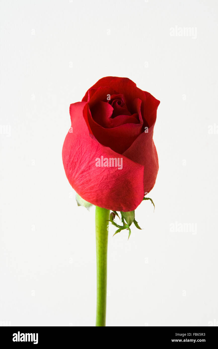 Single red rose Stock Photo - Alamy