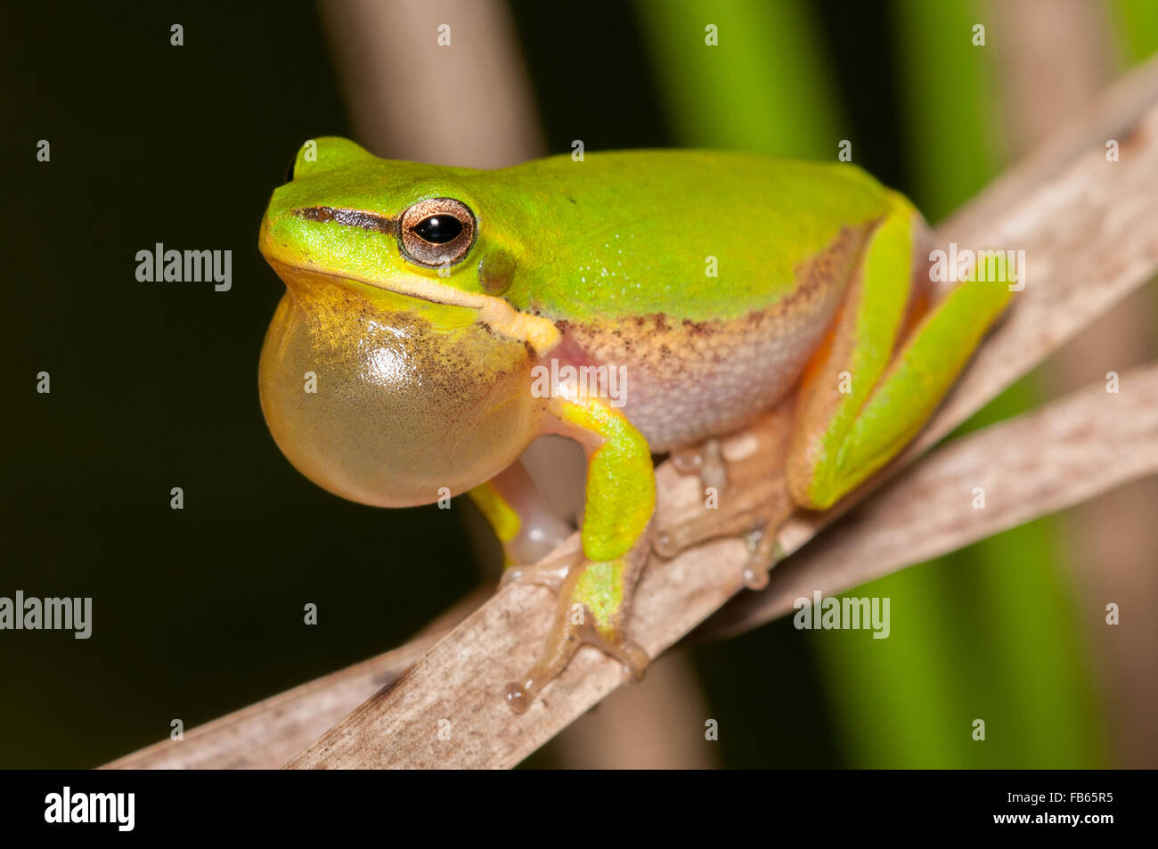 Calling male dwarf tree frog, Litoria fallax, at Glenbrook, New South ...