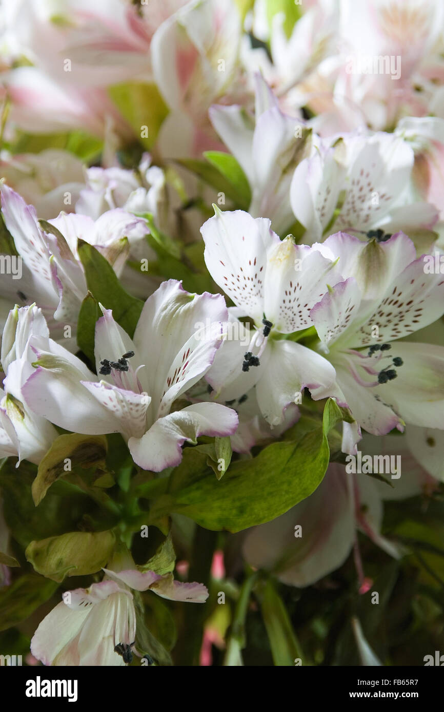 Bouquet of fresh spring flowers Stock Photo - Alamy