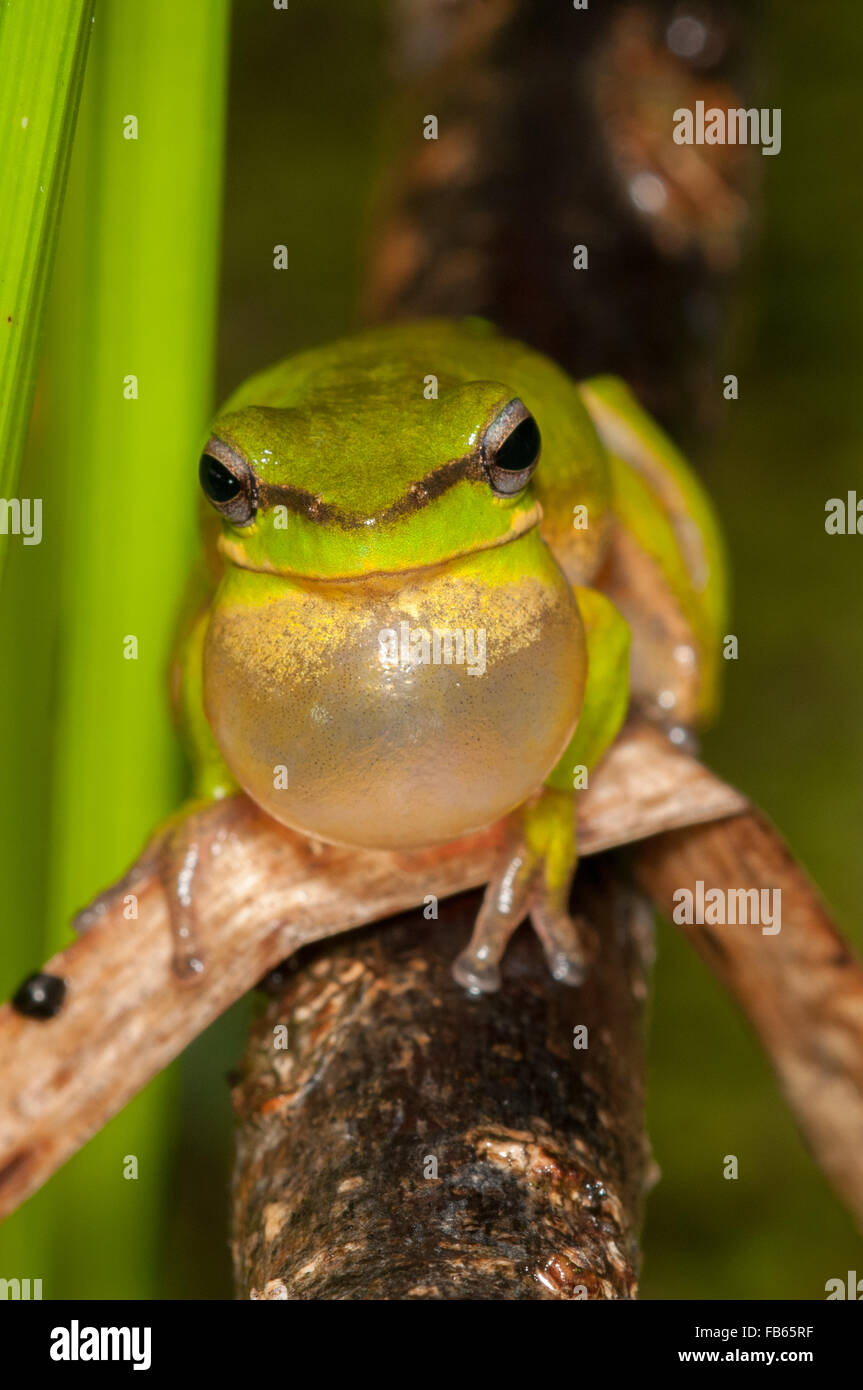 Calling male dwarf tree frog, Litoria fallax, at Glenbrook, New South ...