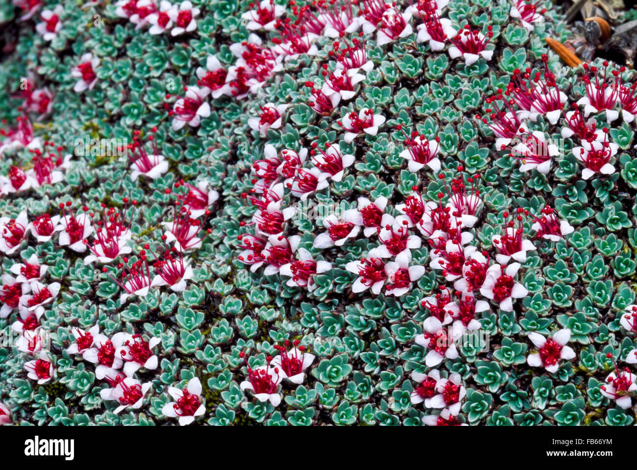 kelseya (kelseya uniflora) flowers of the rose family growing on ...