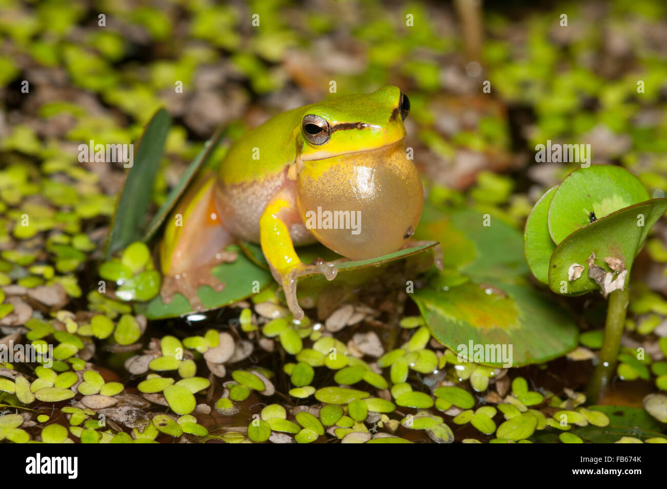 Eastern Dwarf Tree Frog High Resolution Stock Photography and Images ...