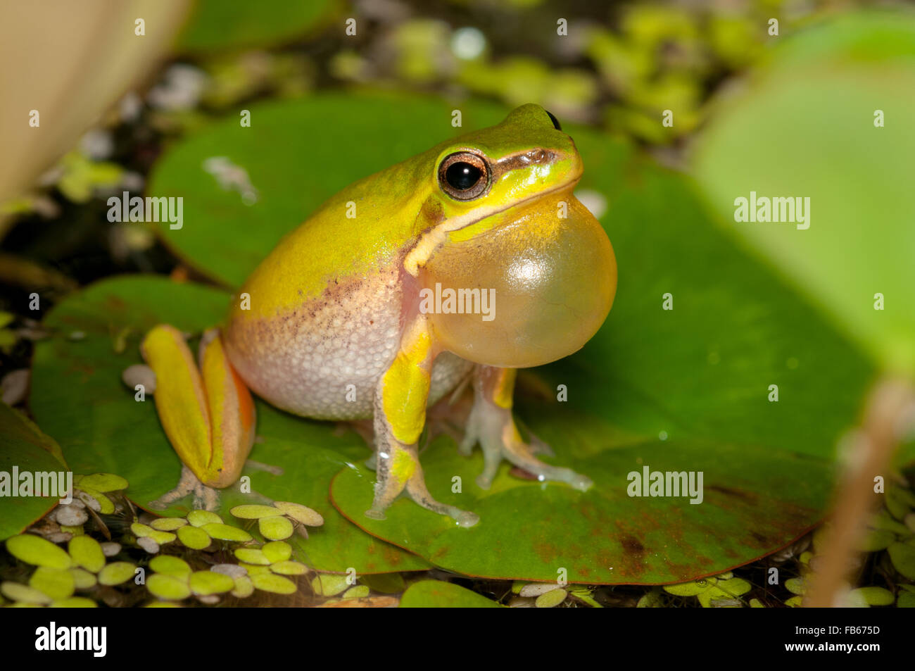 Dwarf tree frog calling hi-res stock photography and images - Alamy