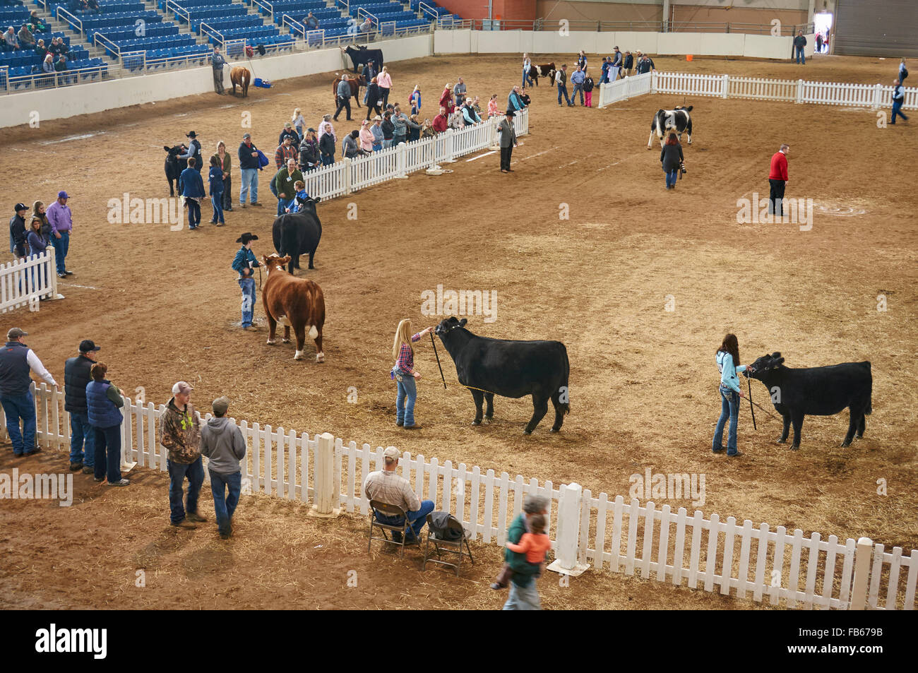 Cattle competition, 2016 Pennsylvania Farm Show, Harrisburg, PA, USA ...