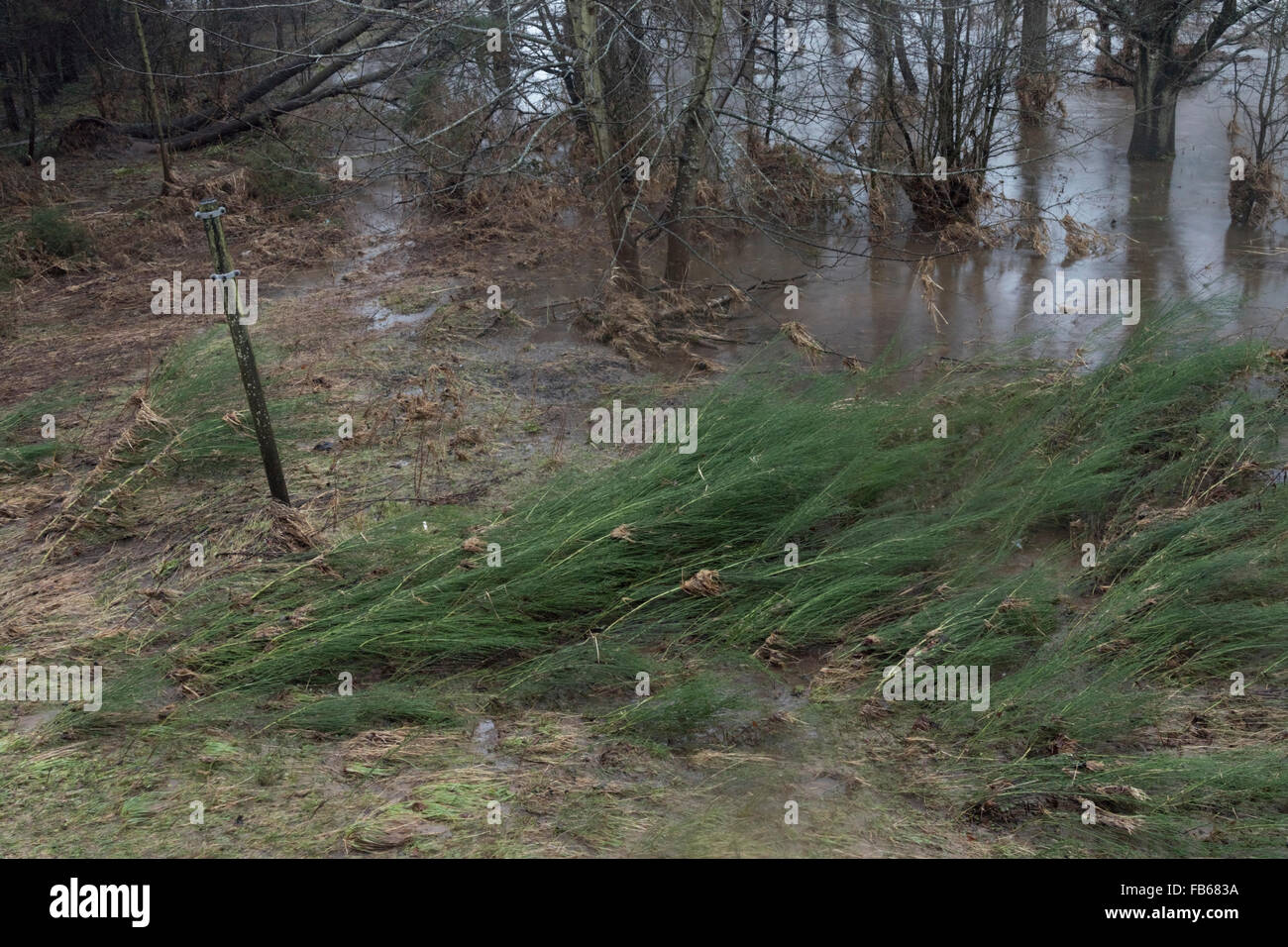 Flooding and effect on plants, Moncrieffe Island,Perth Stock Photo - Alamy