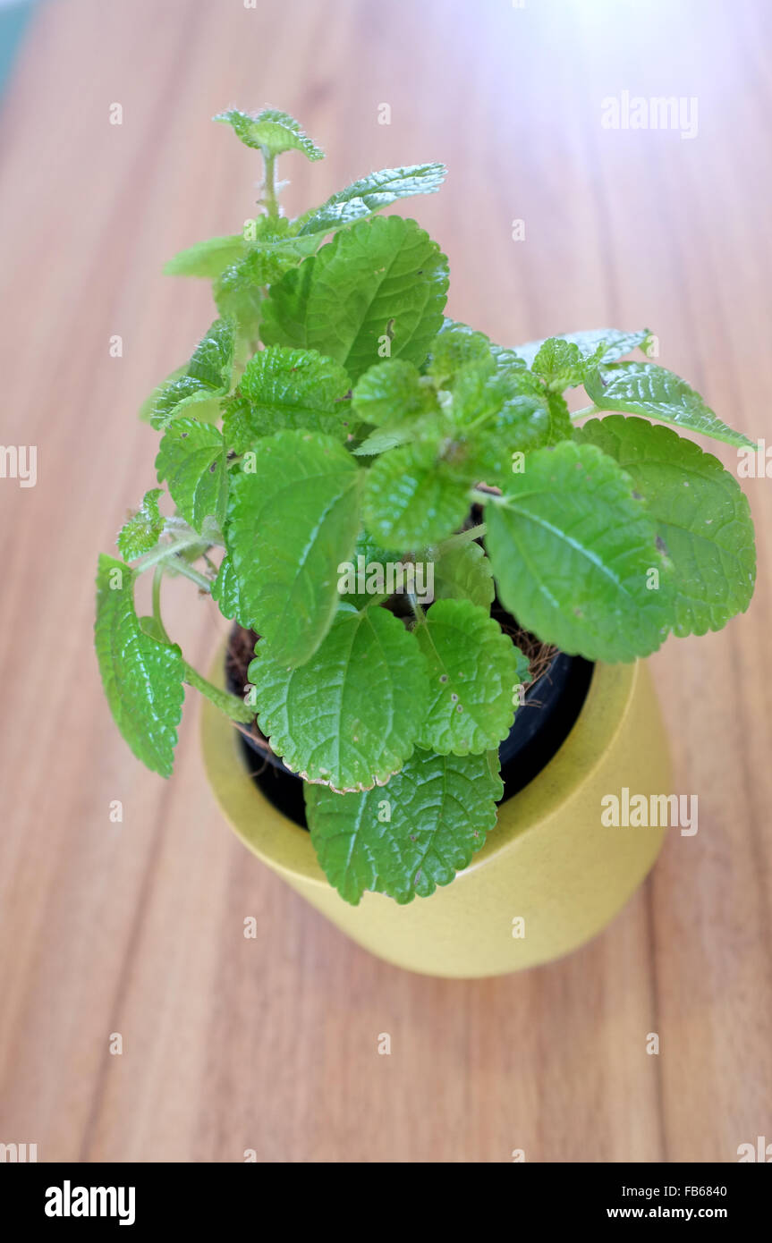 Mint table hi-res stock photography and images - Alamy