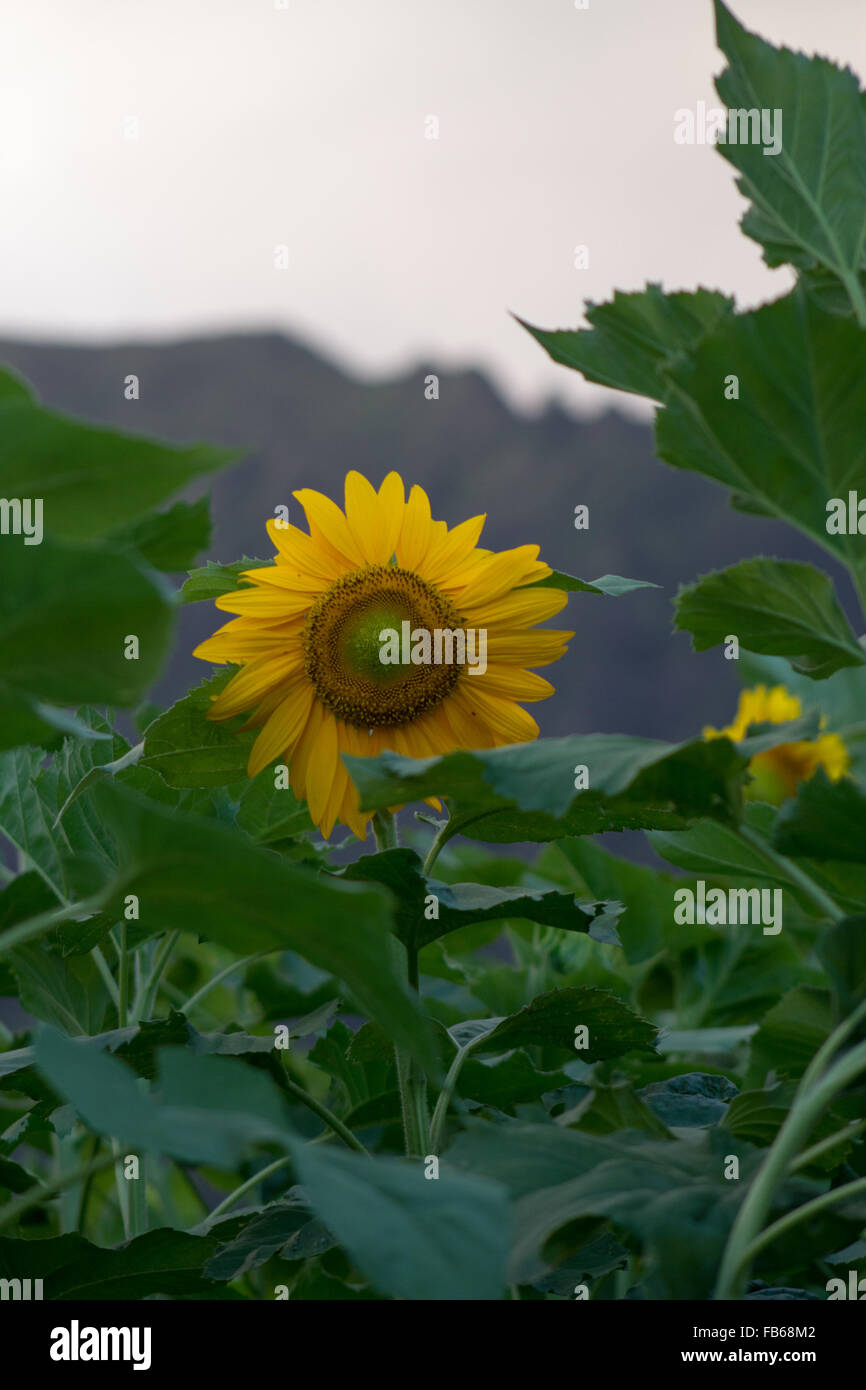 Sunflower in field of Waimanalo, Hawaii USA Stock Photo - Alamy