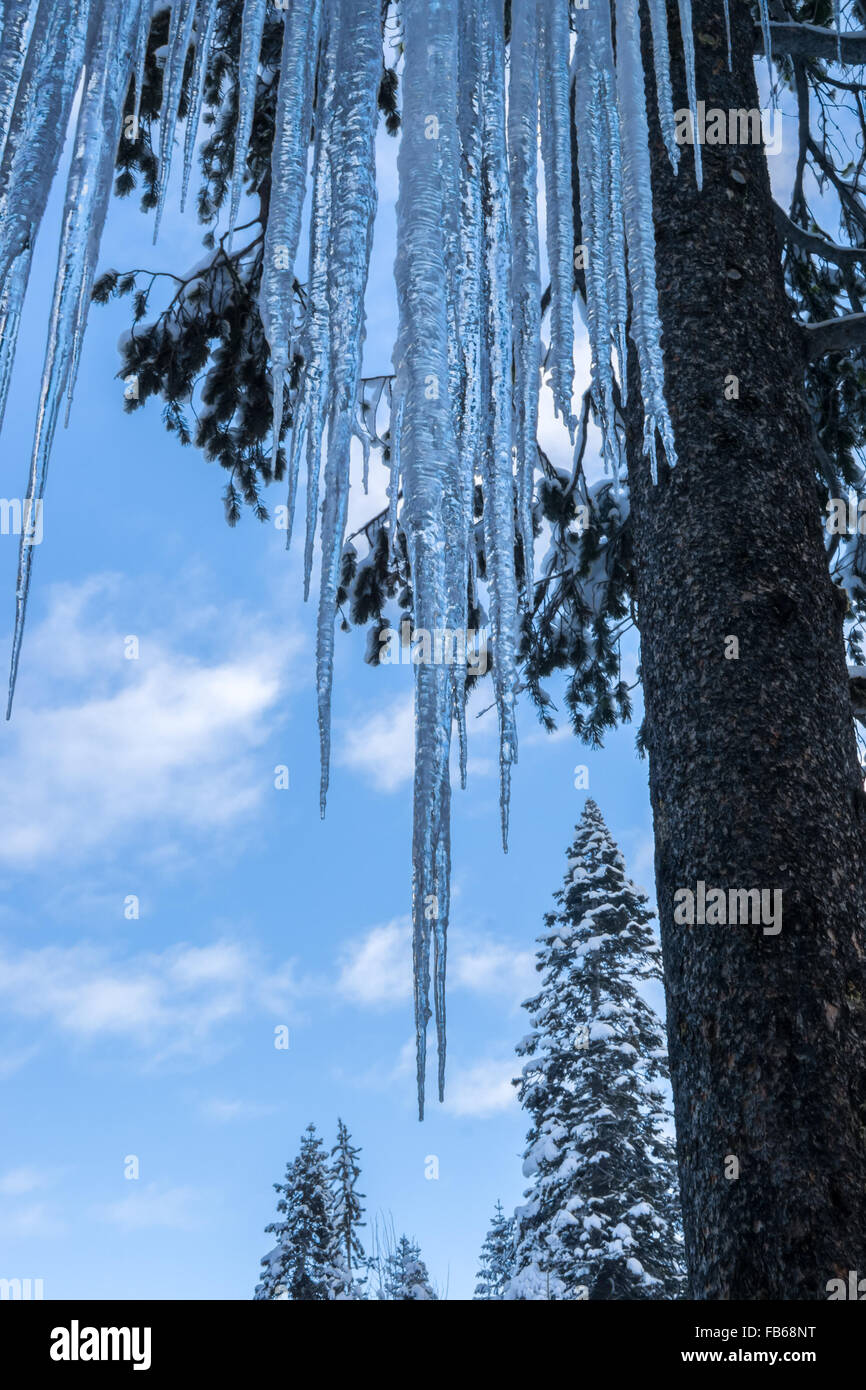 Snow laden branch hi-res stock photography and images - Alamy