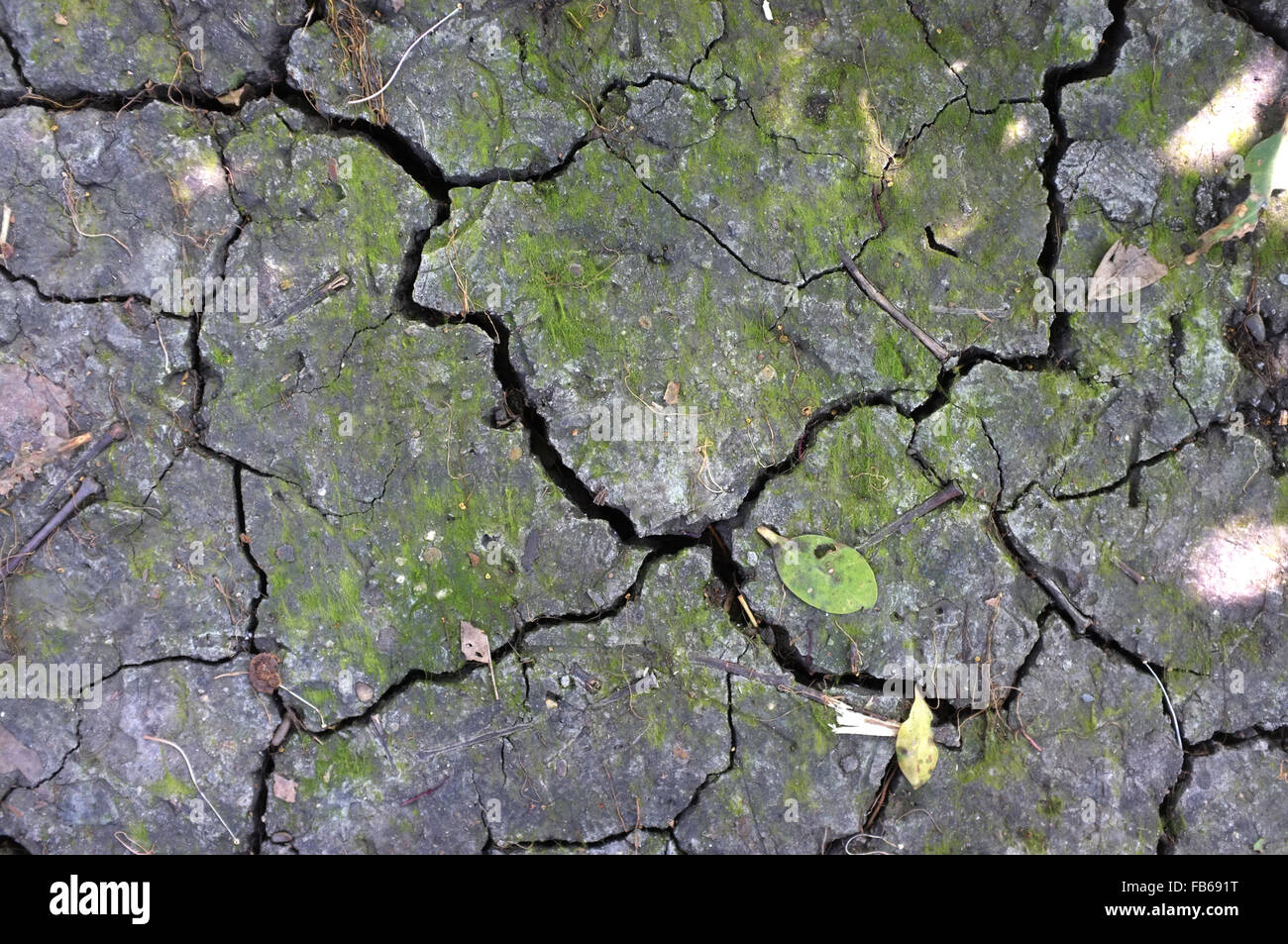 Dried soil texture with green moss Stock Photo - Alamy