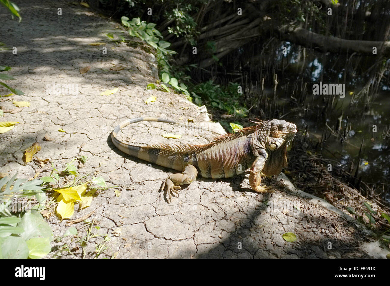 Iguana in tropical forest Stock Photo - Alamy