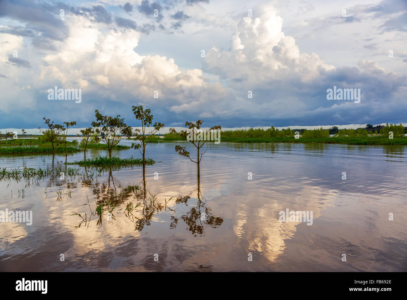 Jungle and amazon view trees hi-res stock photography and images - Alamy