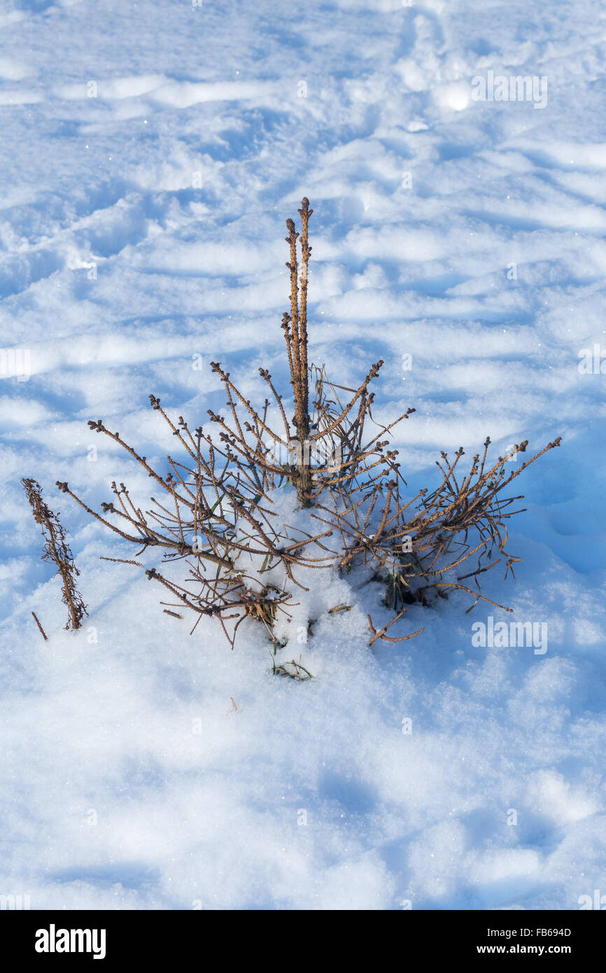 Beautiful small christmas tree hi-res stock photography and images - Alamy