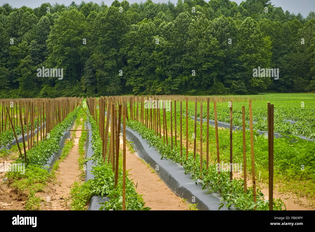 Field of tomato plants hi-res stock photography and images - Alamy