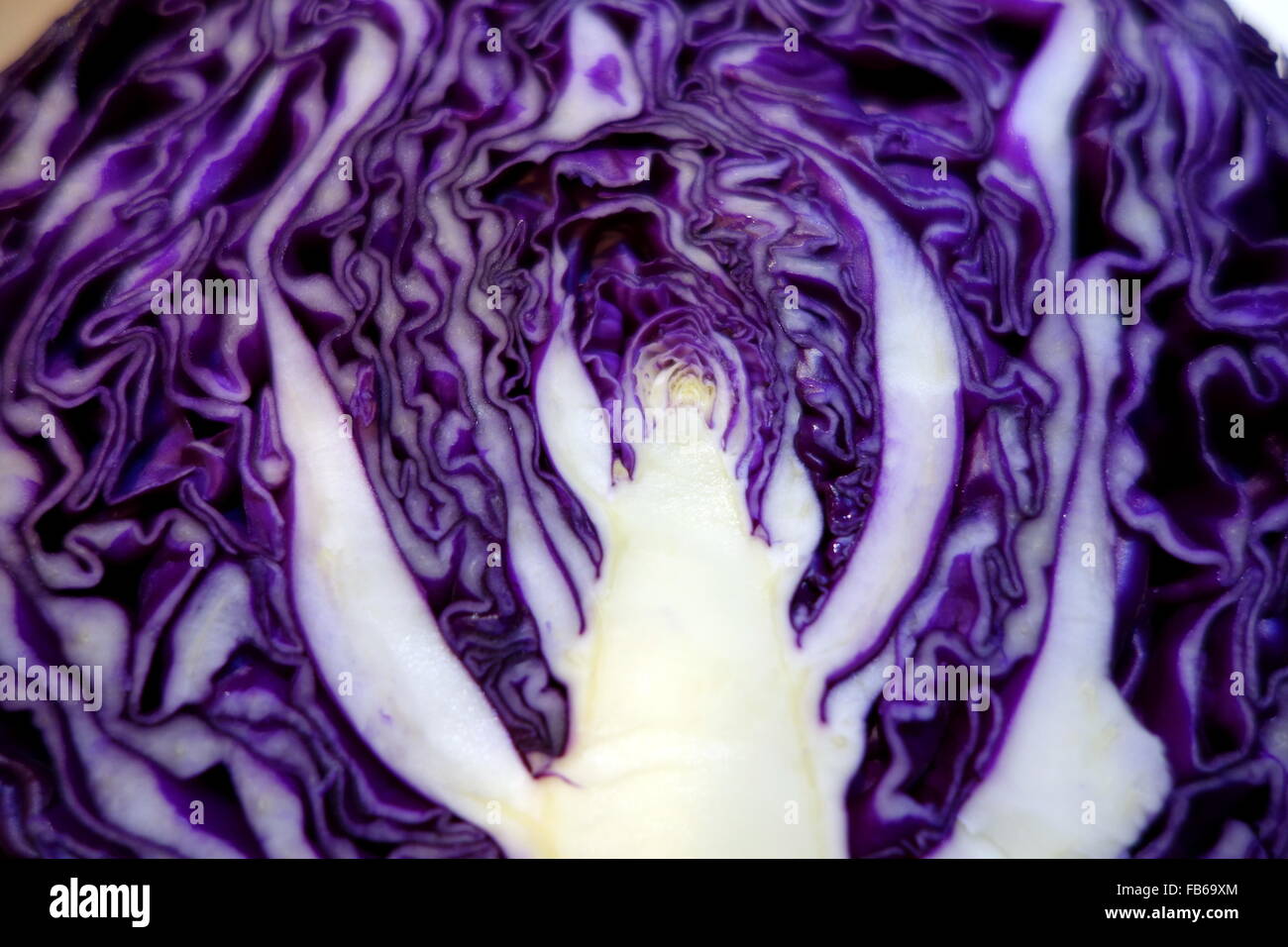 Close up of red cabbage heart Stock Photo - Alamy