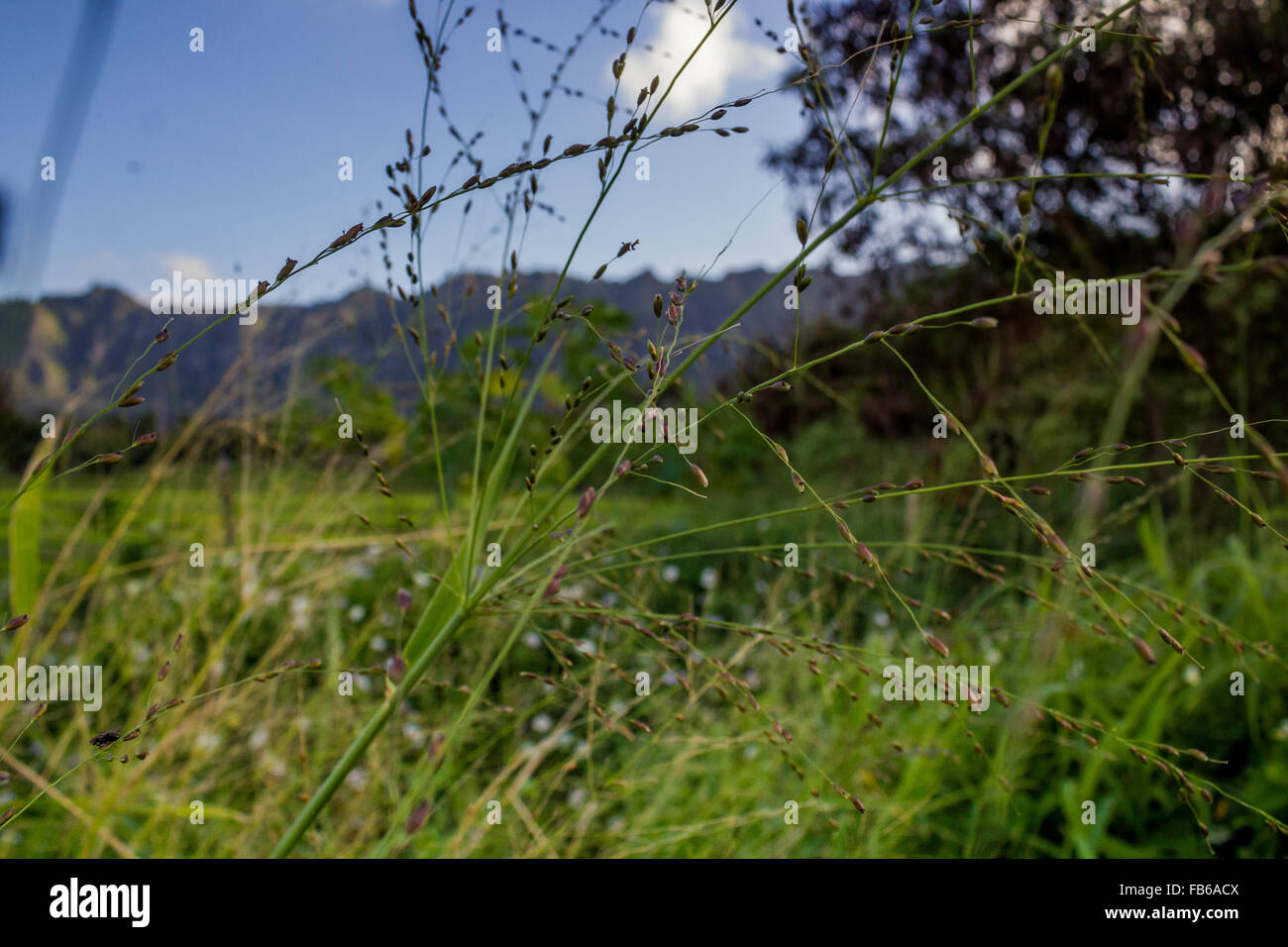 Macro of wild grass growing next to Ko'olau Mountain Range on Oahu ...