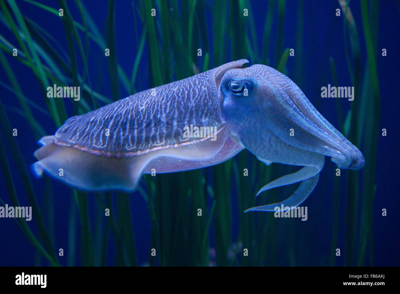 Speia pharaonis hi-res stock photography and images - Alamy