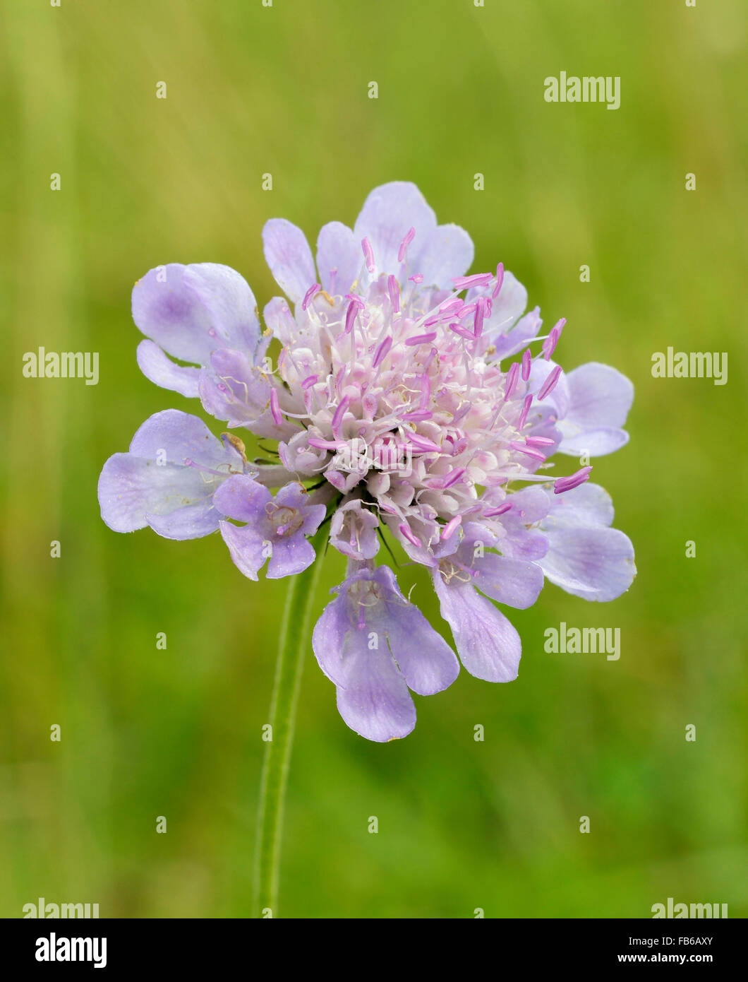 Small Scabious - Scabiosa columbaria Calcareous grassland flower Stock ...