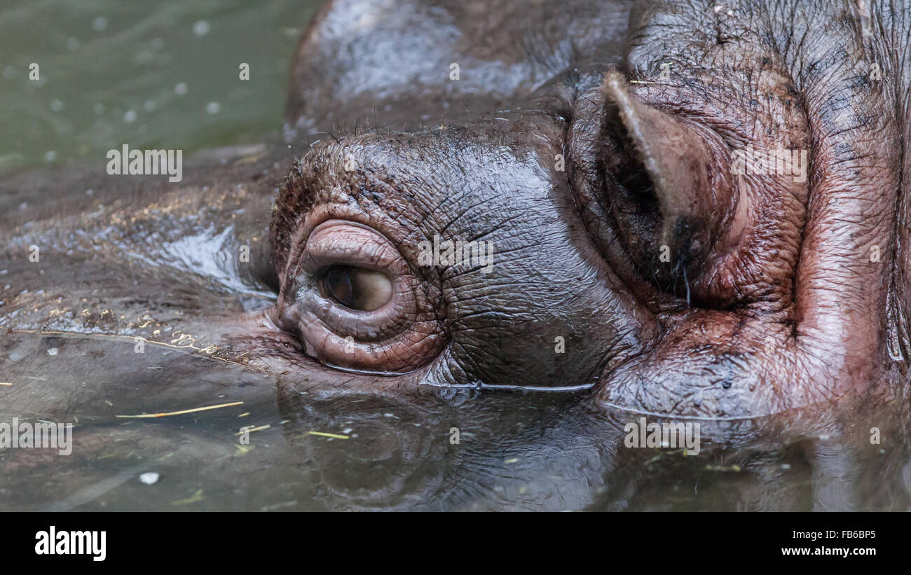 Close up shot of hippo's eye in water Stock Photo - Alamy