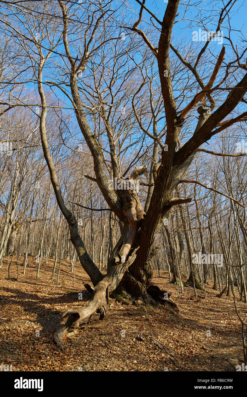 Forest with centennial very large oak trees in the autumn Stock Photo ...